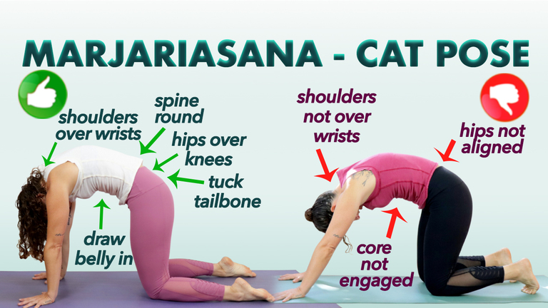 Cat Pose Yoga to Improve Flexibility and Promote Spinal Health ...